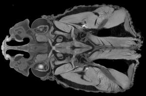 DiceCT – Diffusible Iodine-based Contrast-Enhanced Computed Tomography