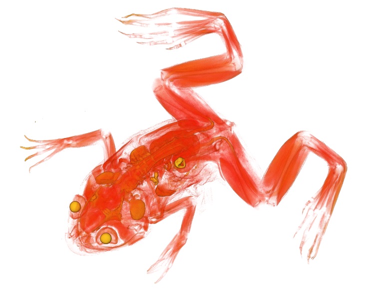 New Publication: Digital dissection of the model organism Xenopus ...