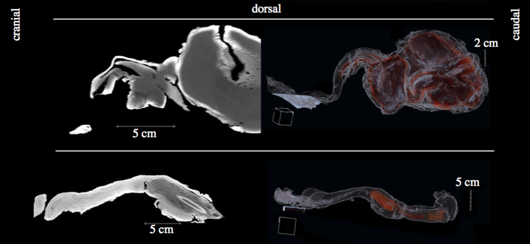 DiceCT – Page 2 – Diffusible Iodine-based Contrast-Enhanced Computed ...