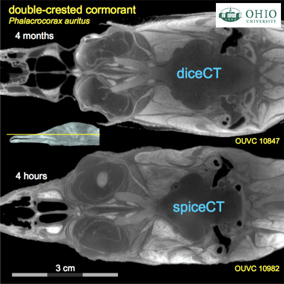 SpiceCT: Contrast Enhancement Before Your Very Eyes – DiceCT