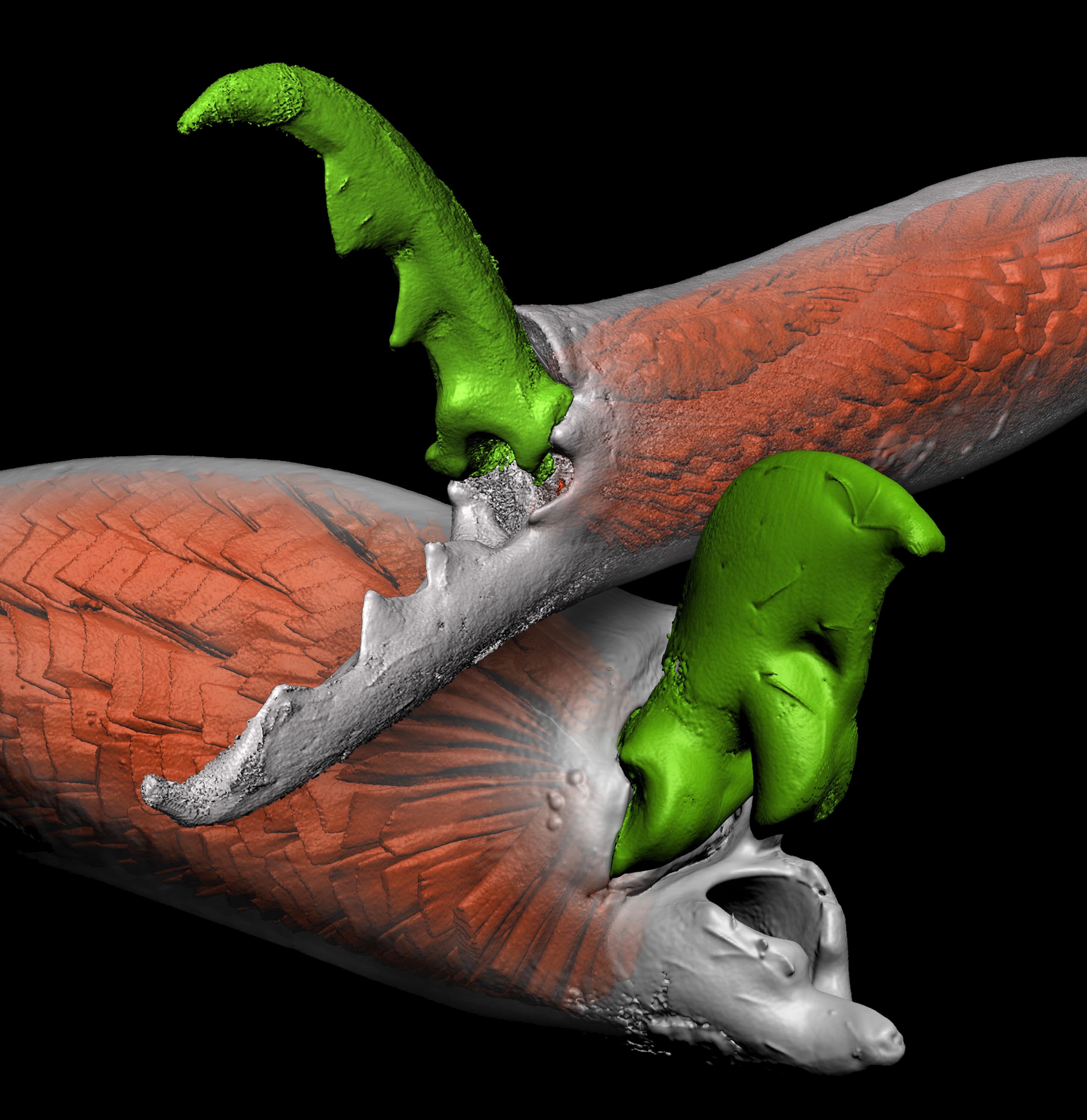 New Publication: Parallel Saltational Evolution of Ultrafast Movements ...