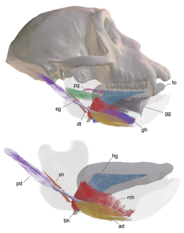 DiceCT – Diffusible Iodine-based Contrast-Enhanced Computed Tomography