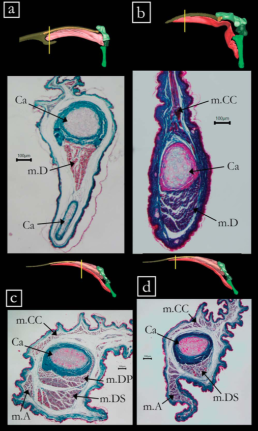 DiceCT – Diffusible Iodine-based Contrast-Enhanced Computed Tomography