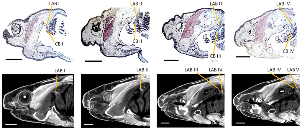DiceCT – Diffusible Iodine-based Contrast-Enhanced Computed Tomography