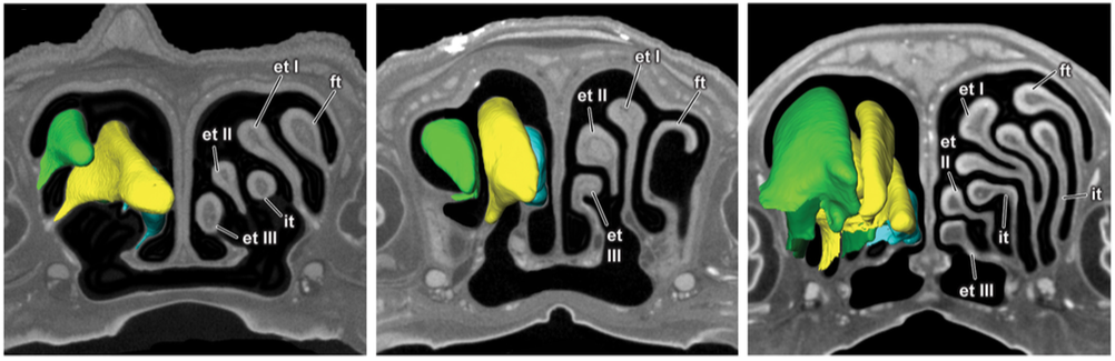 DiceCT – Diffusible Iodine-based Contrast-Enhanced Computed Tomography