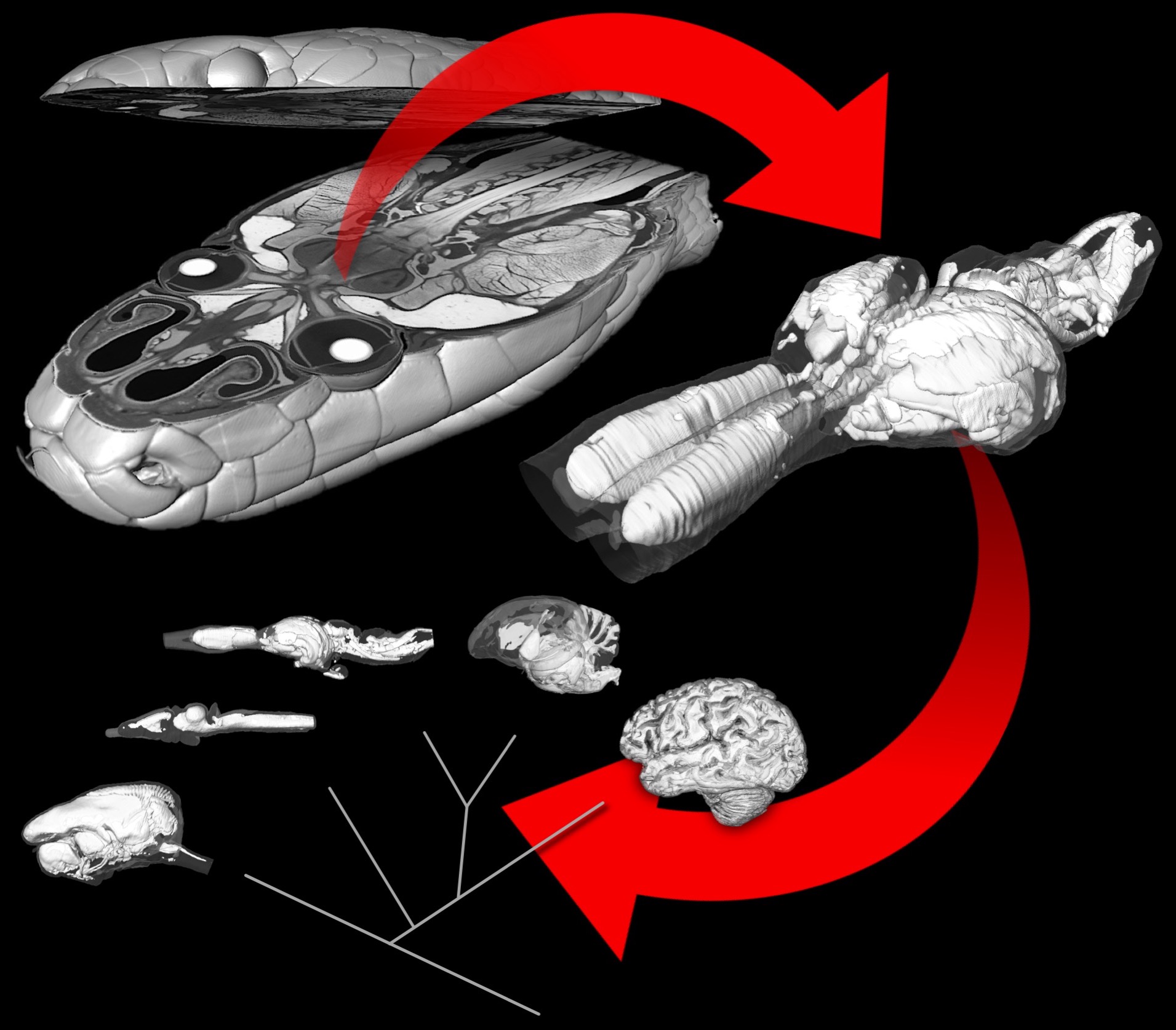 DiceCT – Diffusible Iodine-based Contrast-Enhanced Computed Tomography
